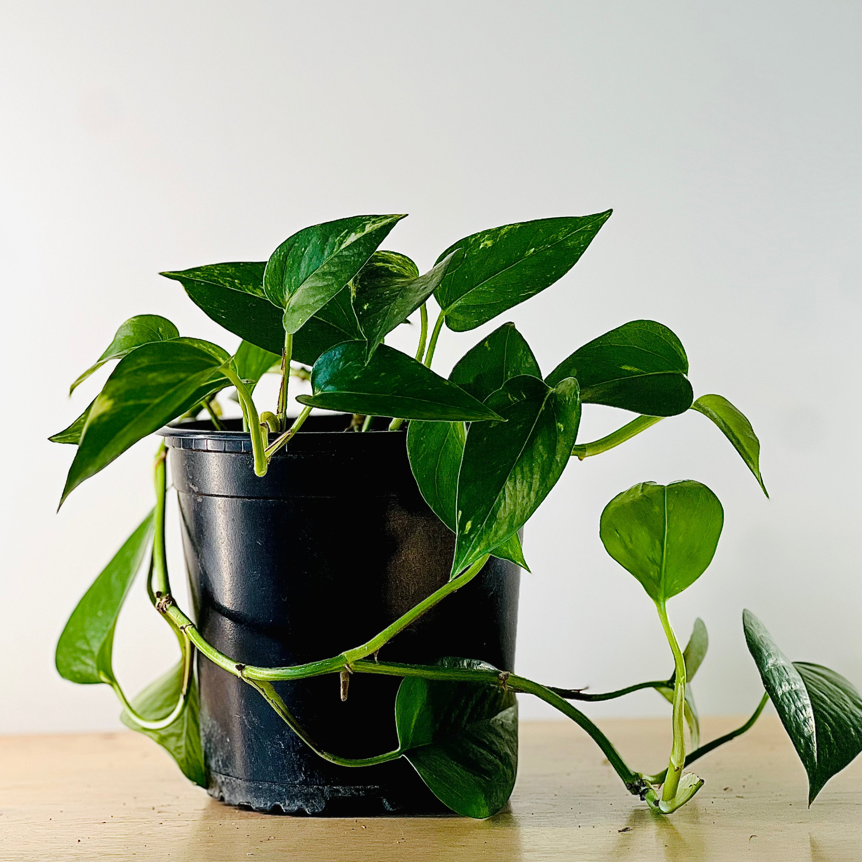 Golden Pothos indoor plant – littlegreeninteriors